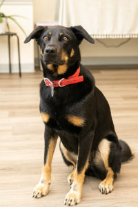 Indy Veterinary Care | Northen Liberties, Fishtown, South St, Kensington