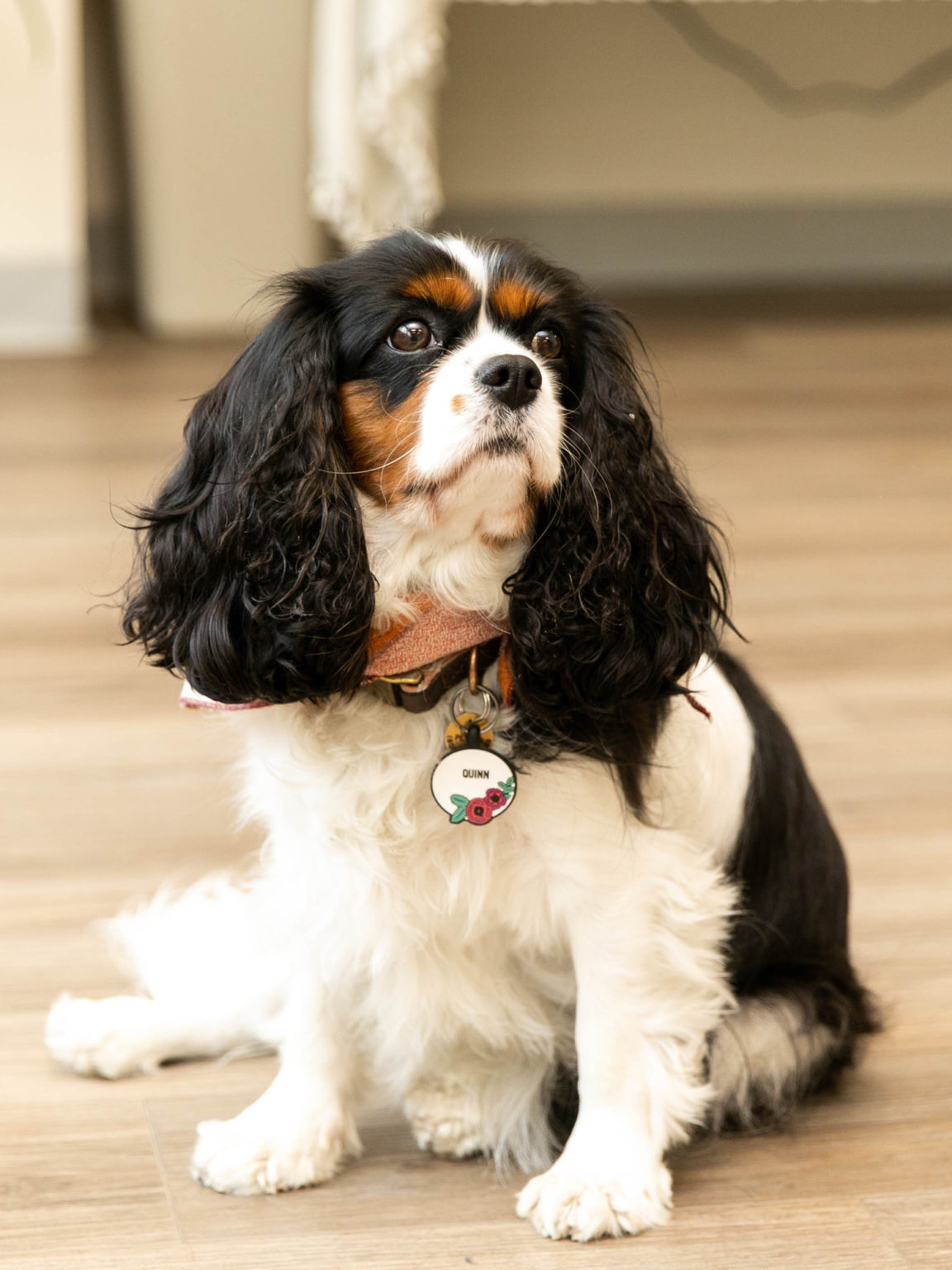 The Best Vets in Philadelphia | Northern Liberties Vet Clinic & Animal ...