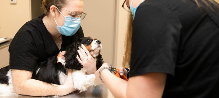 Pet Neutering Vet in Philadelphia, PA | Spay Veterinary Services in ...